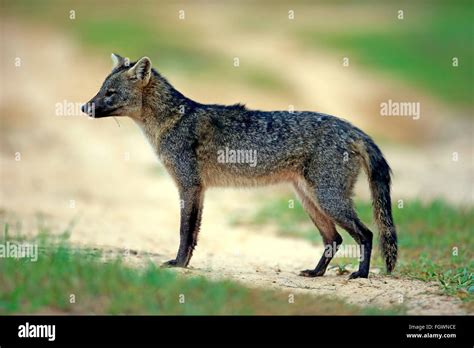 Crab Eating Fox Pantanal Mato Grosso Brazil South America