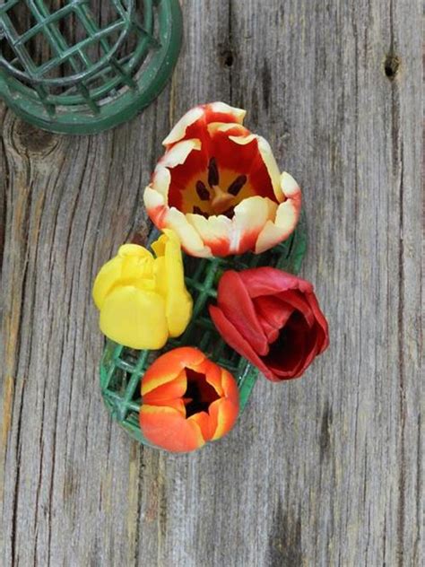 Wholesale Fall Pack Seasonal Tulips Delivered Online Flowerfarm