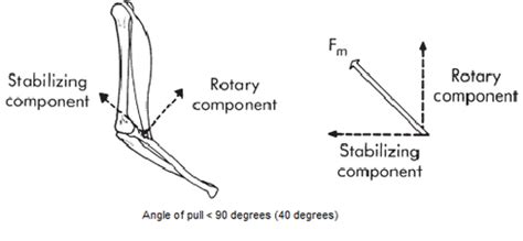 Biomechanics Exam 1 Flashcards Quizlet