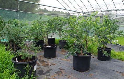 鉢植えに苗を移してから植え付け育て方について調べましょう