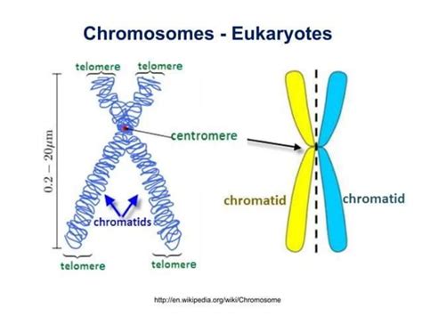 Dna And Rna Replication Overview Pptx