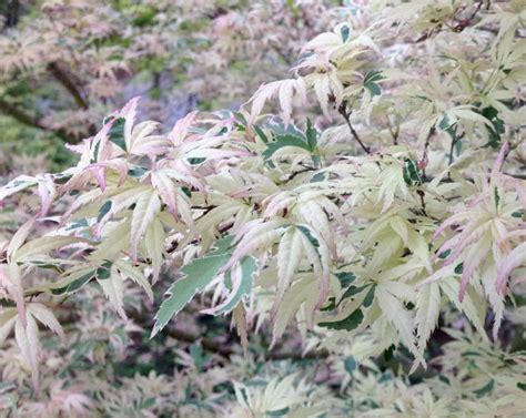 10 Variegated Plants For Every Garden Triangle Gardener Magazine