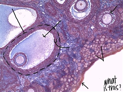 Female Reproductive System Histology Diagram Quizlet