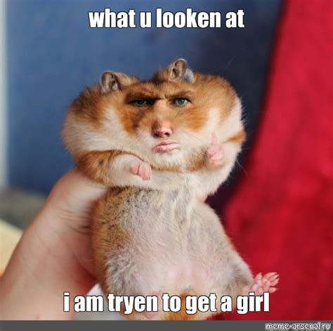 Create Meme Hamster Combed Hamster Hamster Bitcoin Pictures