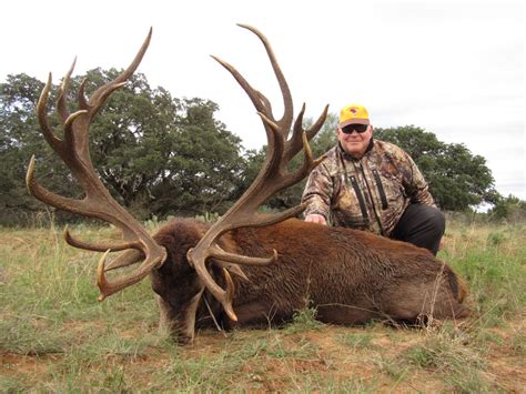 Red Stag Deer