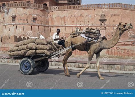Camel Cart Editorial Photo 12877343