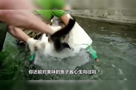 都说鱼子酱是美味！可是看完如何取鱼子酱，你还这么认为吗？鱼子酱美味都说