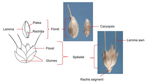 Grass Spikelet Structures Of Diagnostic Value Idseed