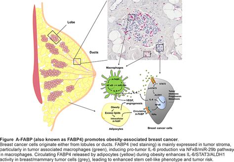 A Fabp In Linking Obesity Associated Breast Cancer Risk Li Laboratory