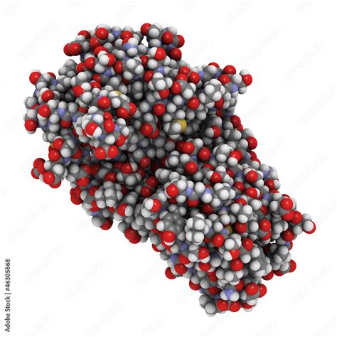 Enzyme Molecule Structure