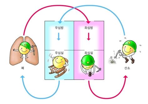 김원곤교수의 알기 쉬운 심장병 20 완전대혈관전위 네이버 블로그