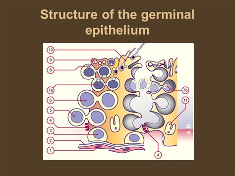 Gametogenesis Embryology Course Ppt Video Online Download