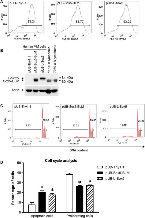 Overexpression Of Sox5 Blm Inhibited Cell Cycle Progression In Human