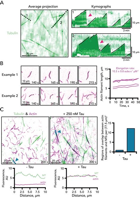 Video Visualizing Actin And Microtubule Coupling Dynamics In Vitro By Total Internal Reflection