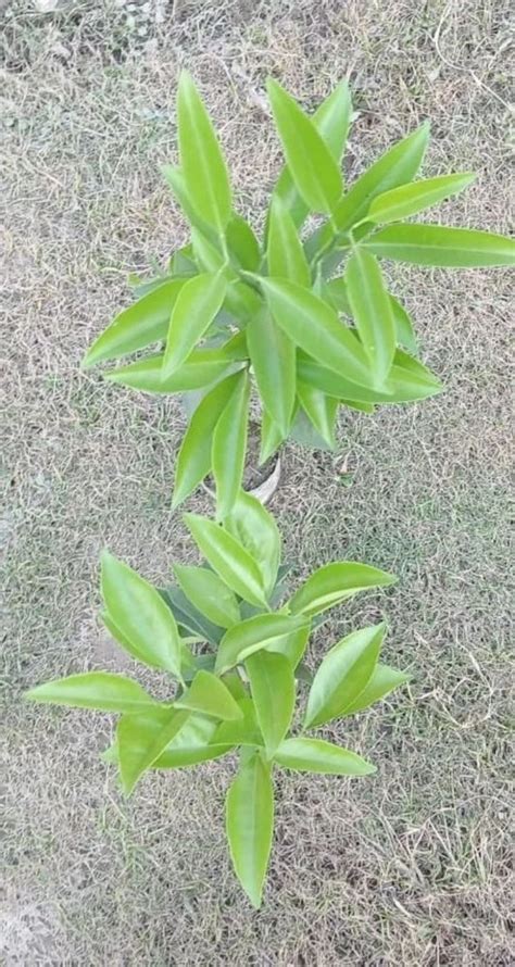 Full Sun Exposure Green Vietnam Malta Mosambi Plant For Outdoor At Rs