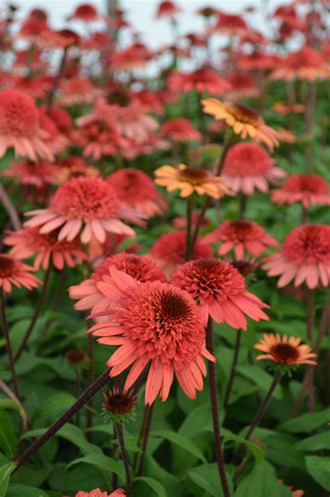 Echinacea Raspberry Truffle Quality Greenhouses And Perennial Farm Inc