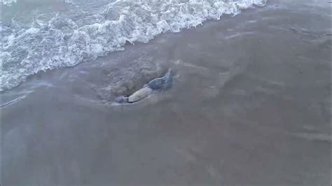 해변에 박힌 돌 그리고 물줄기 Youtube