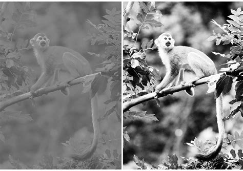 Histogram Equalization In Python Envato Tuts