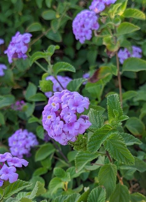 Trailing Purple Lantana Artofit