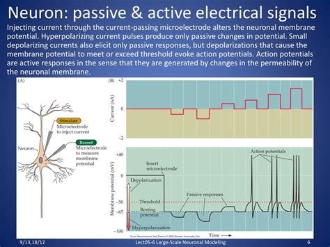 Ppt Cse511 Brain And Memory Modeling Lect05 6 Large Scale Neuronal Structure Modeling