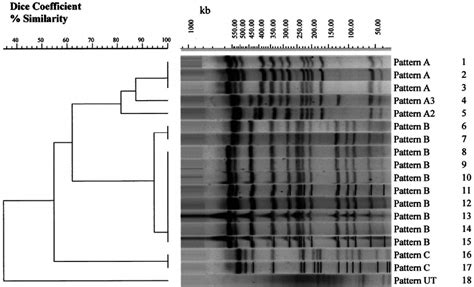 Electrophoretic Migration Patterns And Similarity Dendrogram Of Not Download Scientific Diagram