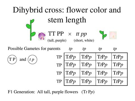 Genetics Mendelian Principles Online Presentation