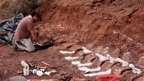 Argentina Largest Dinosaur Fossil Ever Discovered In Patagonia World