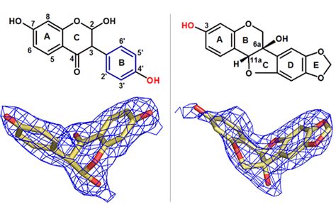 Dual Function Enzyme Aids Plants Defense Against Fungi Bnl Newsroom