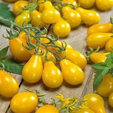 Tomato Yellow Vegetable Seeds Daraz Pk