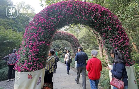 相约秋韵 杭州市民争睹植物园菊花展