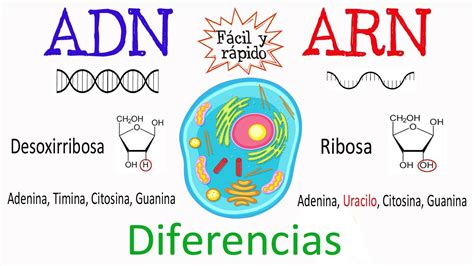 Diferencias Entre Adn Y Arn