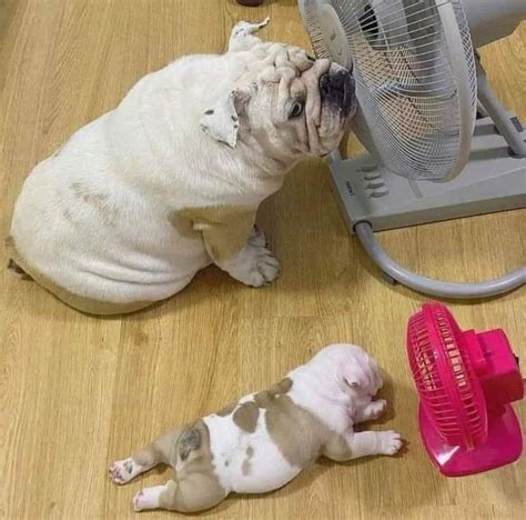 Bobbie Beard Facebook