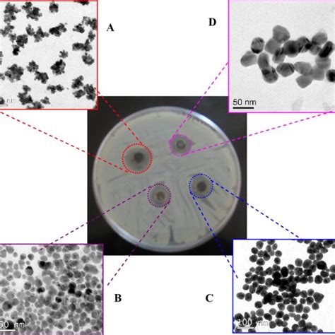 Diffusion Disc Showing The Antibacterial Efficacies Of Four Different
