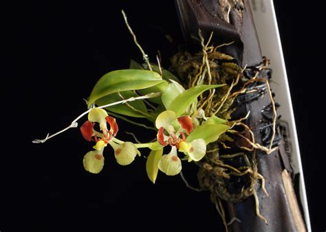 Oncidium Coloratum One Of My Favorite Miniatures R Orchids