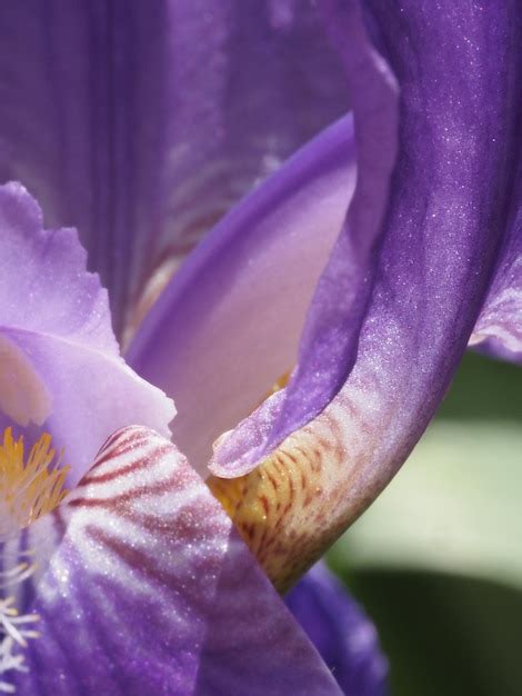 Premium Photo Iris Flower