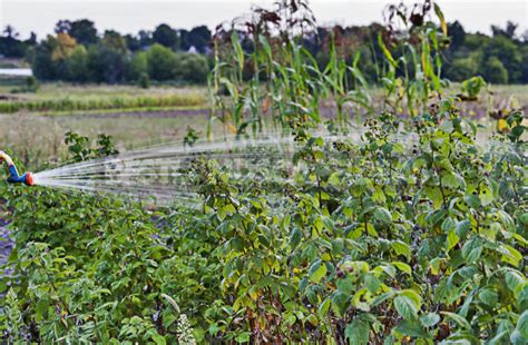 How To Plant And Care For Rubus Idaeus