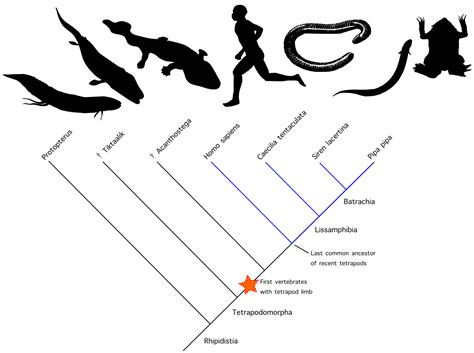 ملفtetrapoda Phylocode Ensvg المعرفة