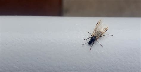 Que Espécie é Esta Chove E Aparecem As Formigas Com Asas Wilder