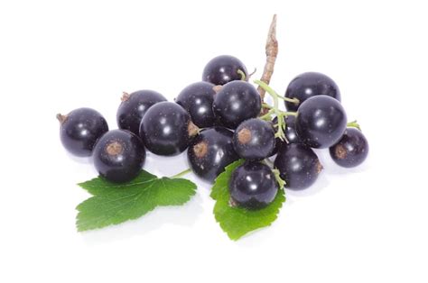 Premium Photo Black Currant
