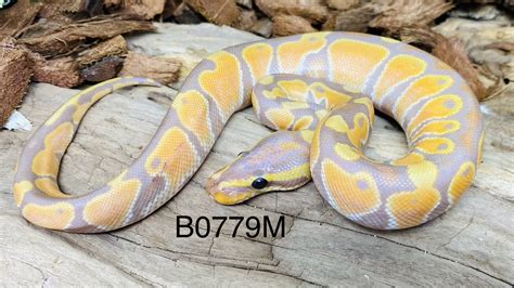 Píton bola Python regius BANANA B0779 MACHO Recanto da Jiboia