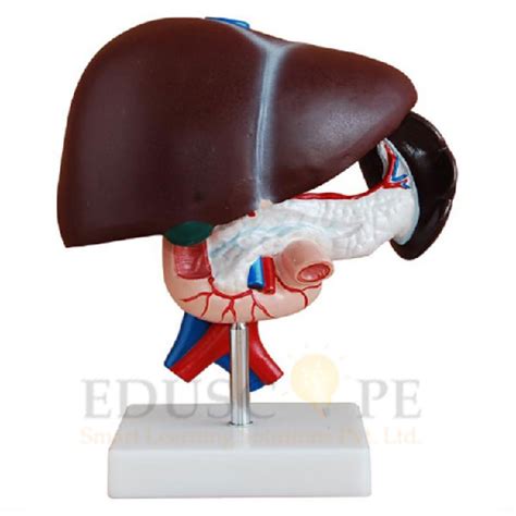 Human Liver Pancreas And Duodenum Model