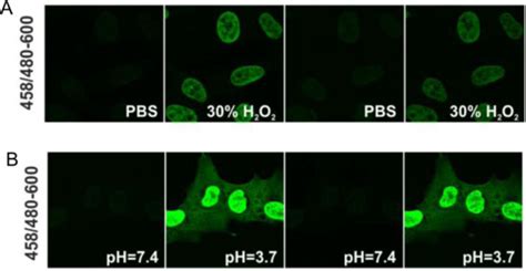 Vybrant® Dyecycle™ Violet Fluorescence Properties Are Altered By Low Ph