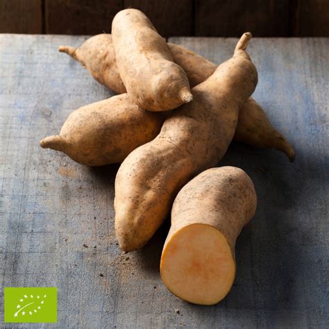 Plant De Patate Douce Vineland Sunrise Bio Jaune La Bonne Graine