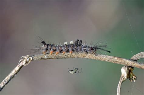 Sem Fim Da Borboleta E A Aranha Foto De Stock Imagem De Larva Aranha 36725072