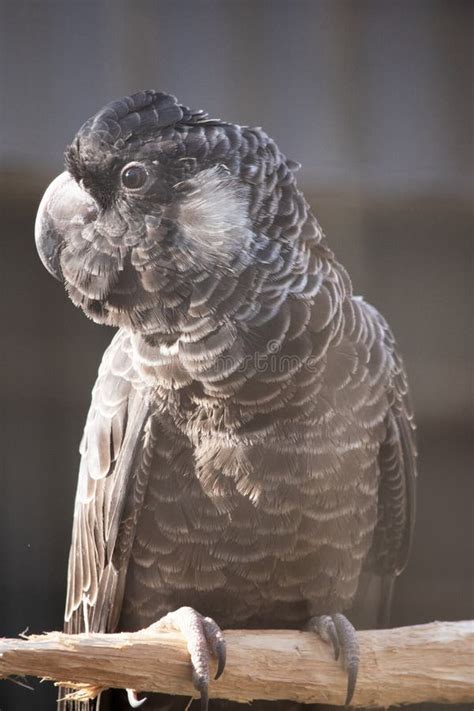 This Is A Close Up Of A White Tailed Cockatoo Stock Image Image Of