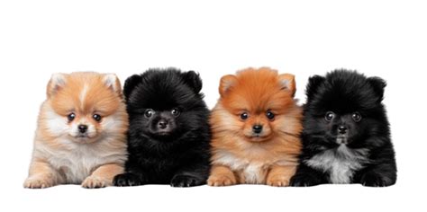 흰색 배경에 앉아 형제 형제 자매 가족 Png 일러스트 및 이미지 에 대한 무료 다운로드 Pngtree