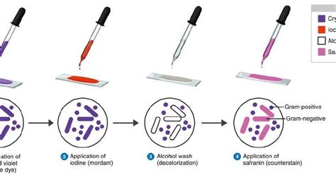 Gram Staining Procedure Mechanism Explanation Medicine Hack