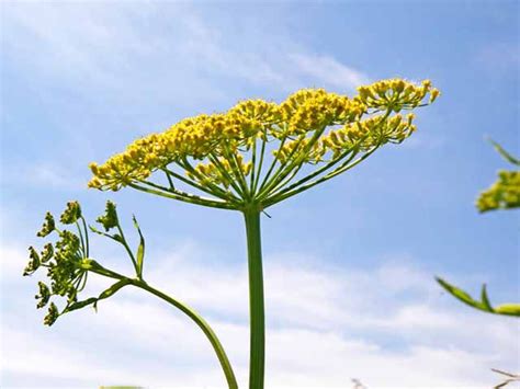 Beware Of Wild Parsnip Home Garden