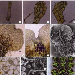 Spore Structure Sex Organs And Different Developmental Stages Of M Download Scientific Diagram