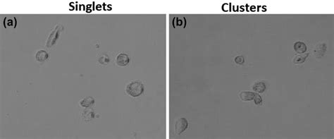 Brightfield Images Of Isolated CTCs A CTC Singlets And B CTC Download Scientific Diagram